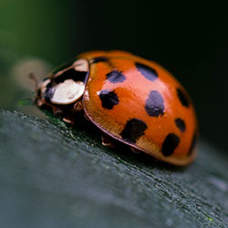 Lady bug - 澳洲生生科技